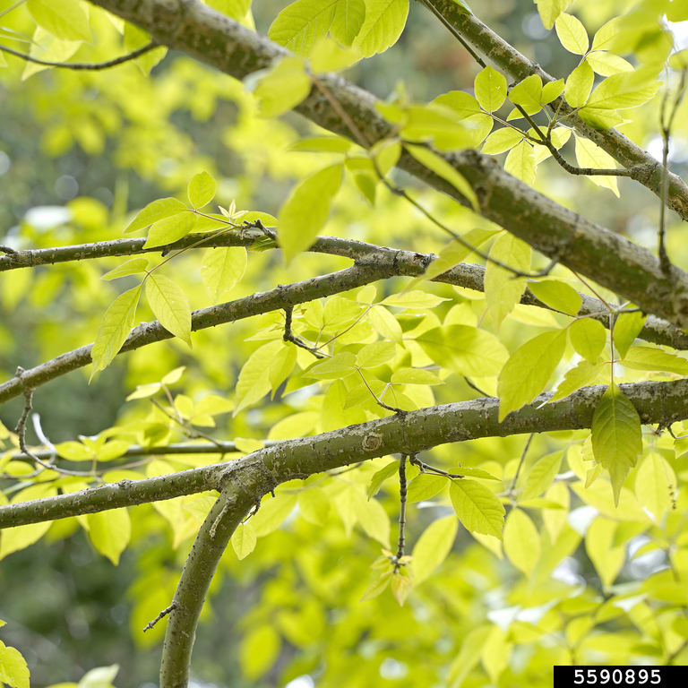 Henry's maple (Acer henryi)
