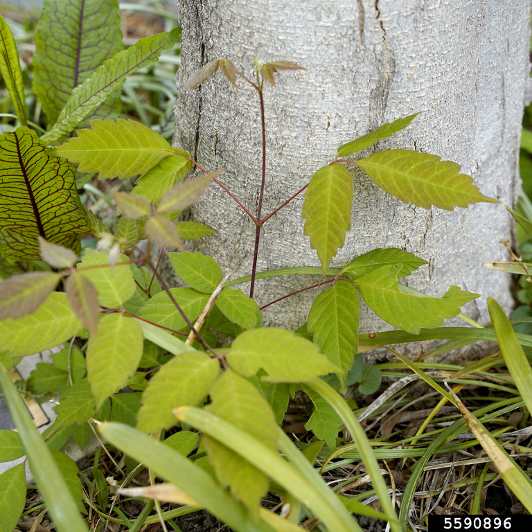 Henry's maple (Acer henryi)