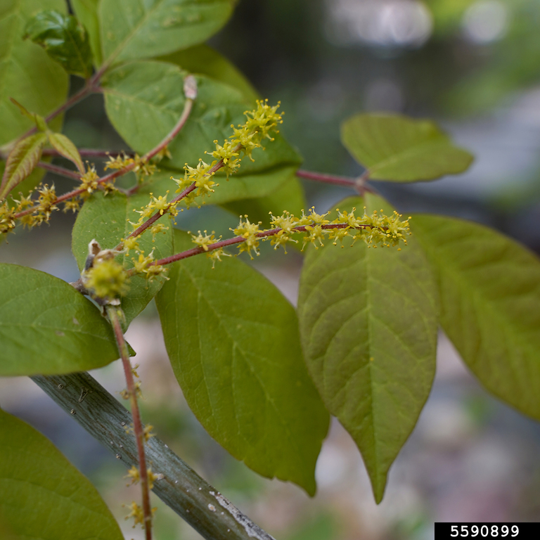 Henry's maple (Acer henryi)