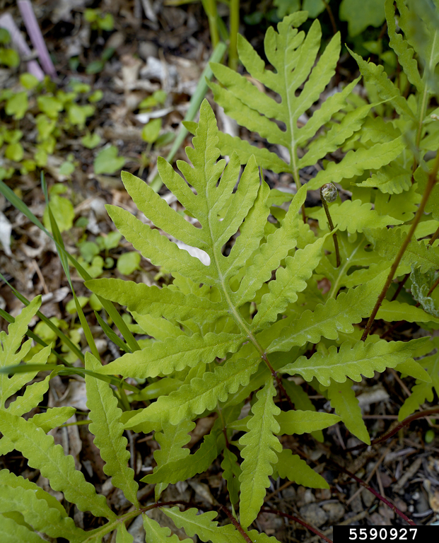 sensitive fern (Onoclea sensibilis L.)