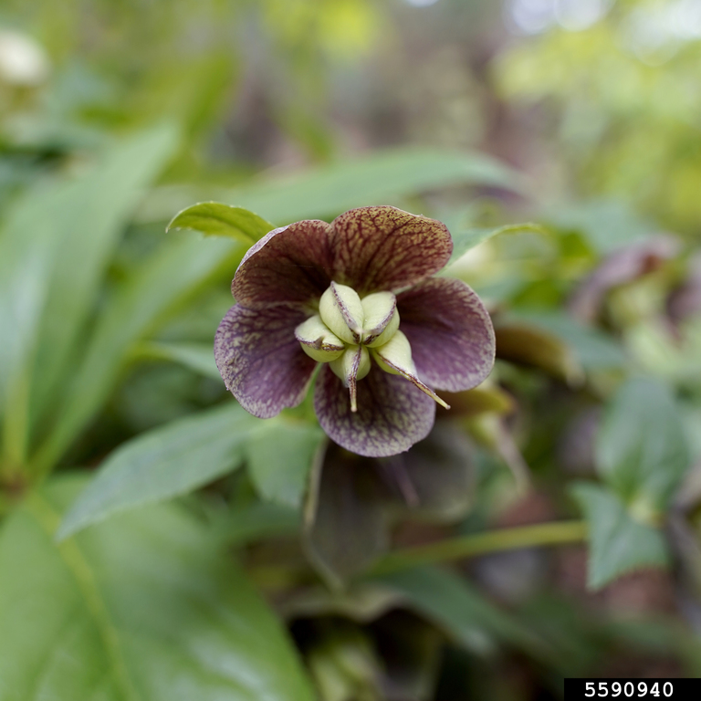 hellebore (Helleborus orientalis ssp. abchasicus (A.Braun) B.Mathew)