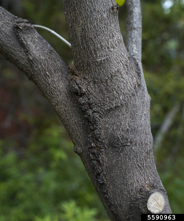 hua qu liu (Fraxinus chinensis ssp. rhynchophylla (Hance) A.E.Murray)