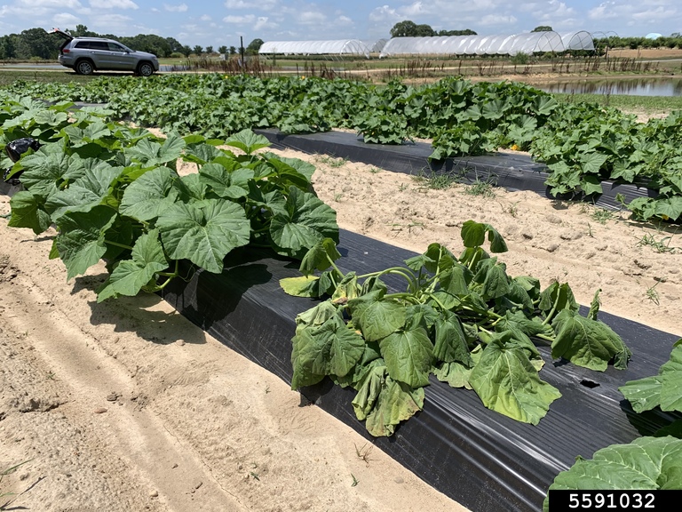 Bacterial Wilt Squash Bacterial Wilt Of Cucumber