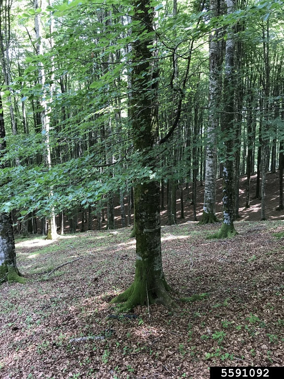 European beech (Fagus sylvatica L.)