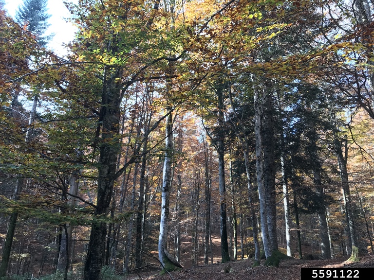 European beech (Fagus sylvatica L.)