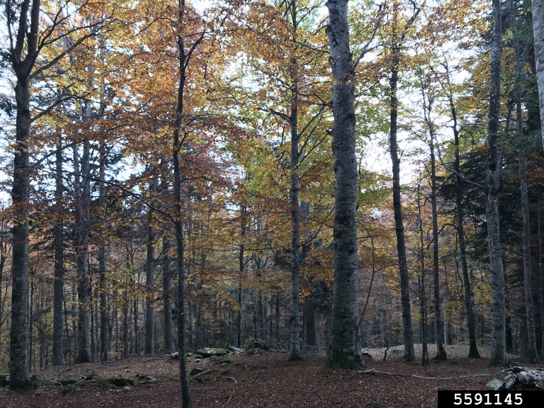 European beech (Fagus sylvatica L.)