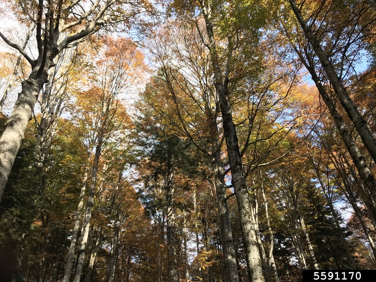 European beech (Fagus sylvatica L.)
