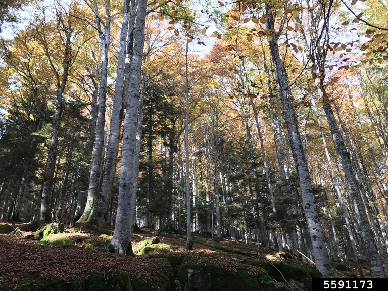 European beech (Fagus sylvatica L.)