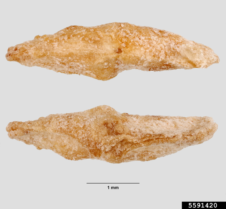 saltbush (Atriplex halimus)