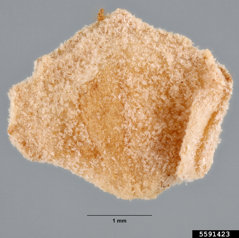 saltbush (Atriplex halimus L.)