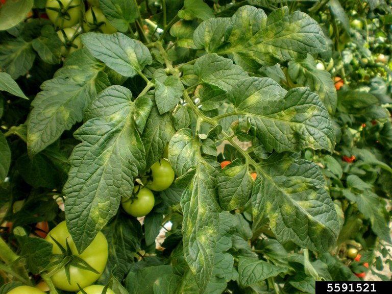 Tomato Leaf Mould (Fulvia fulva (Cooke) Cif.)