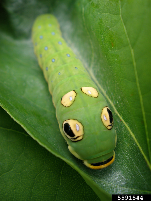 spicebush swallowtail (Papilio troilus Linnaeus)