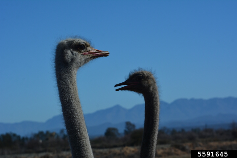 ostrich (Struthio camelus Linnaeus)