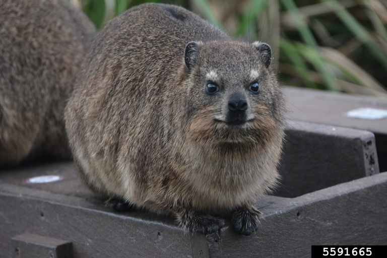 rock hyrax (Procavia capensis (Pallas, 1766))