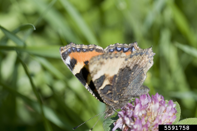 small tortoiseshell (Aglais urticae)