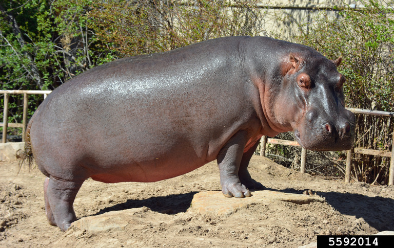 hippopotamus (Hippopotamus amphibius Linnaeus, 1758)