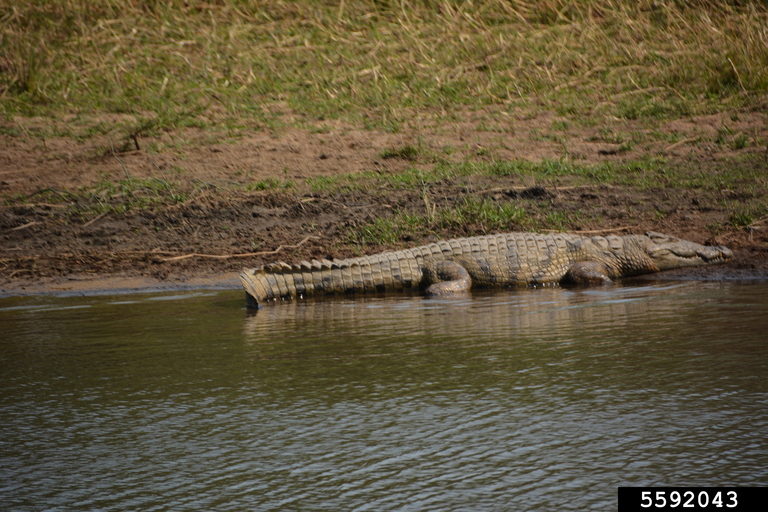 Nile crocodile (Crocodylus niloticus (Laurenti))
