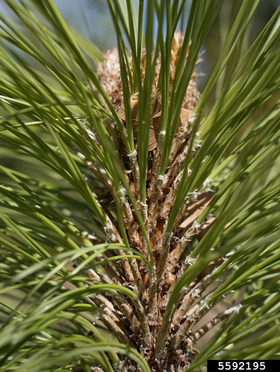Apache pine (Pinus engelmannii Carrière)