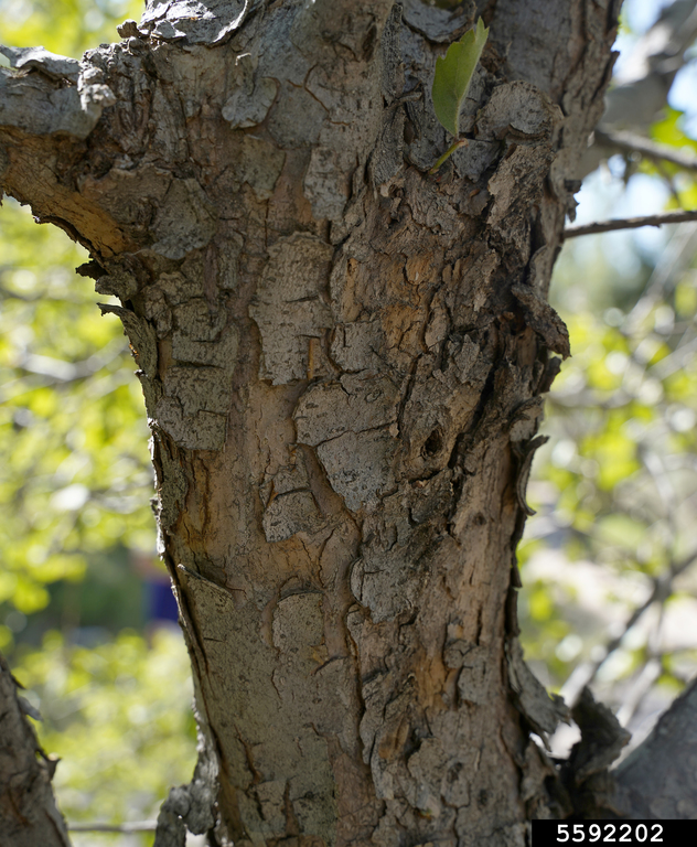 California black oak (Quercus kelloggii Newberry)
