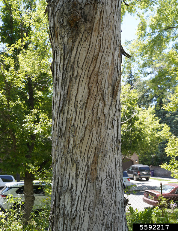 silver maple (Acer saccharinum L.)