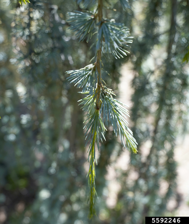 Atlas cedar (Cedrus atlantica (Endl.) Manetti)