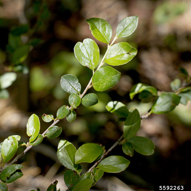 Peking cotoneaster (Cotoneaster acutifolius Turcz.)