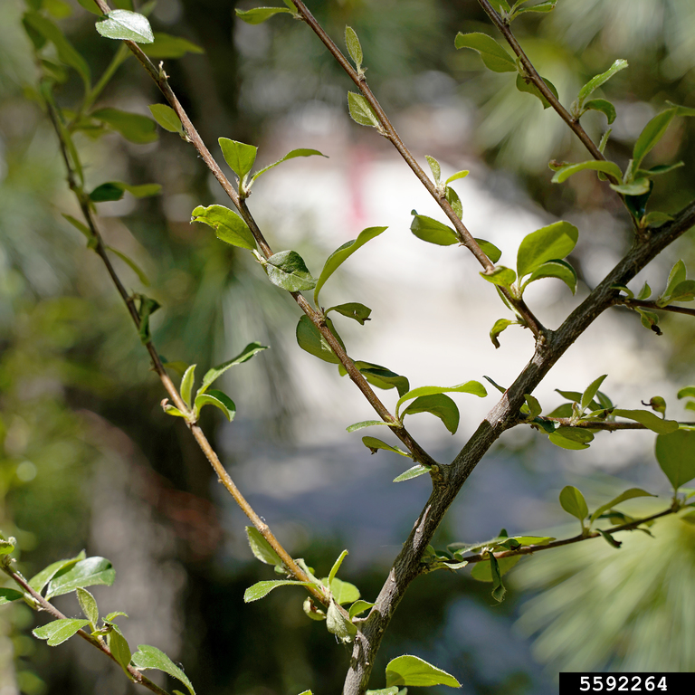 Peking cotoneaster (Cotoneaster acutifolius)