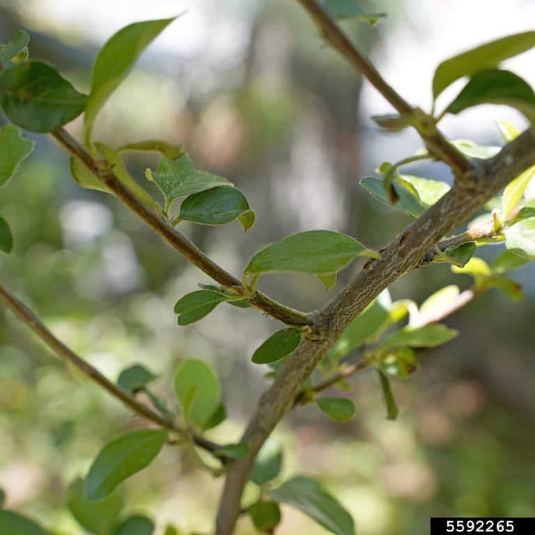 Peking cotoneaster (Cotoneaster acutifolius Turcz.)