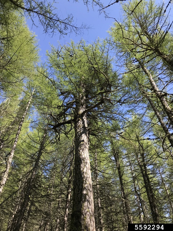 European larch (Larix decidua)