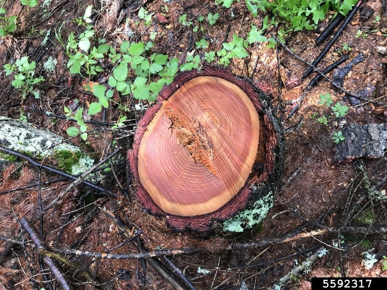 European larch (Larix decidua P. Mill.)