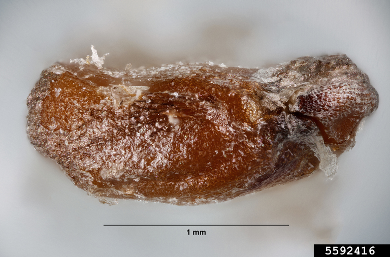 silverscale saltbush (Atriplex argentea Nutt.)