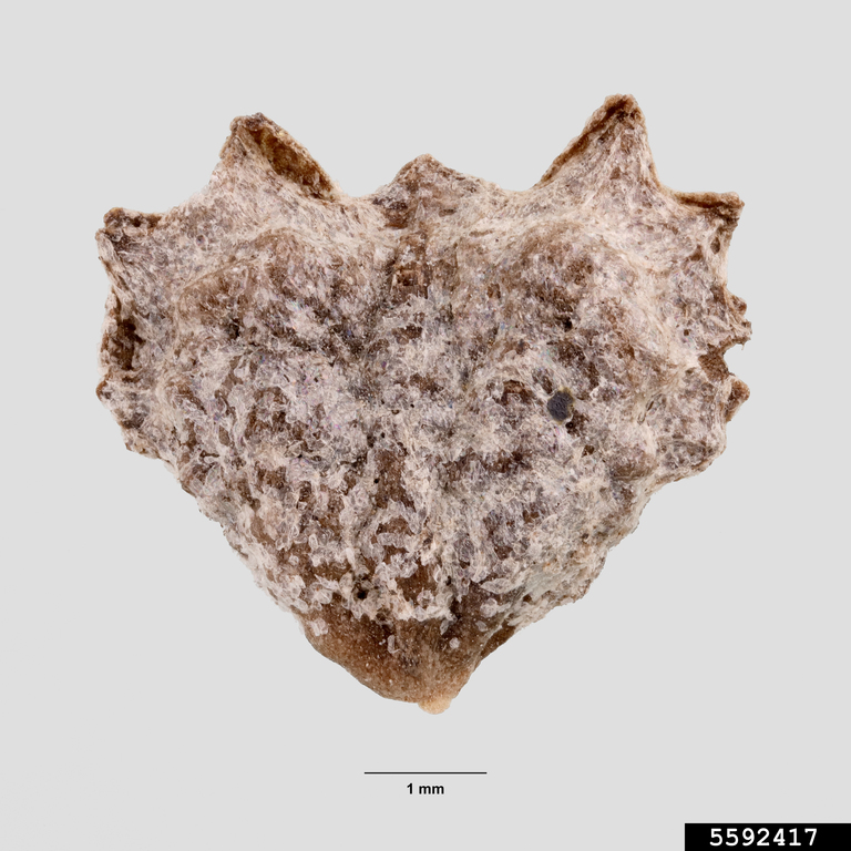 silverscale saltbush (Atriplex argentea Nutt.)