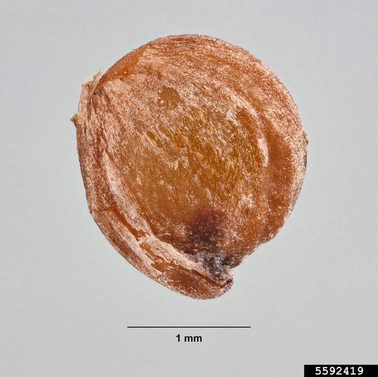 silverscale saltbush (Atriplex argentea)