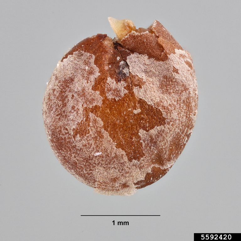 Mohave orach (Atriplex argentea var. mohavensis Oliv.)