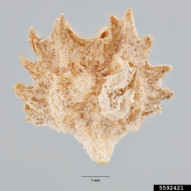 Mohave orach (Atriplex argentea var. mohavensis Oliv.)