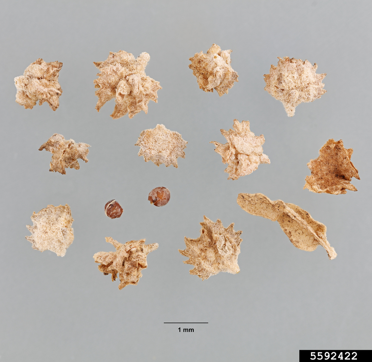 Mohave orach (Atriplex argentea var. mohavensis Oliv.)