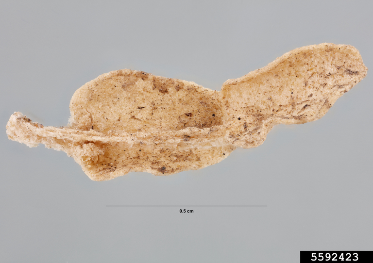 Mohave orach (Atriplex argentea var. mohavensis Oliv.)