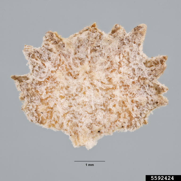 Mohave orach (Atriplex argentea var. mohavensis)