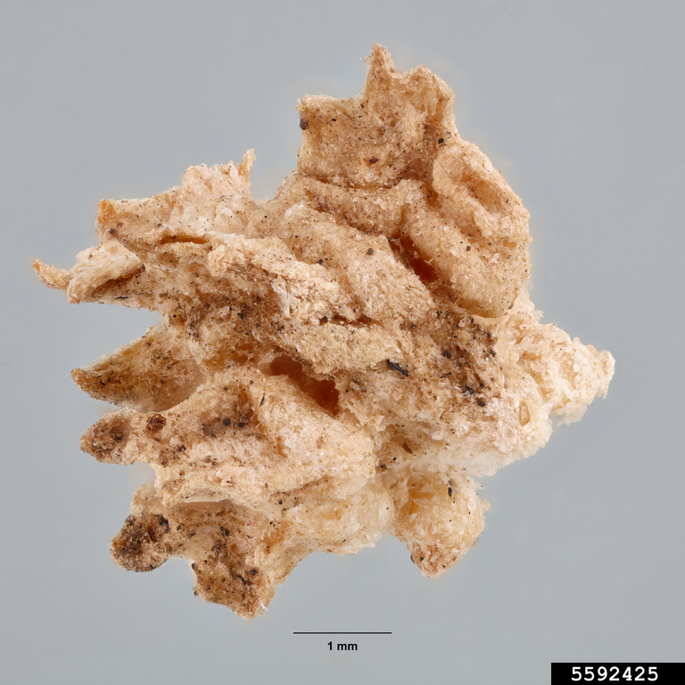 Mohave orach (Atriplex argentea var. mohavensis Oliv.)