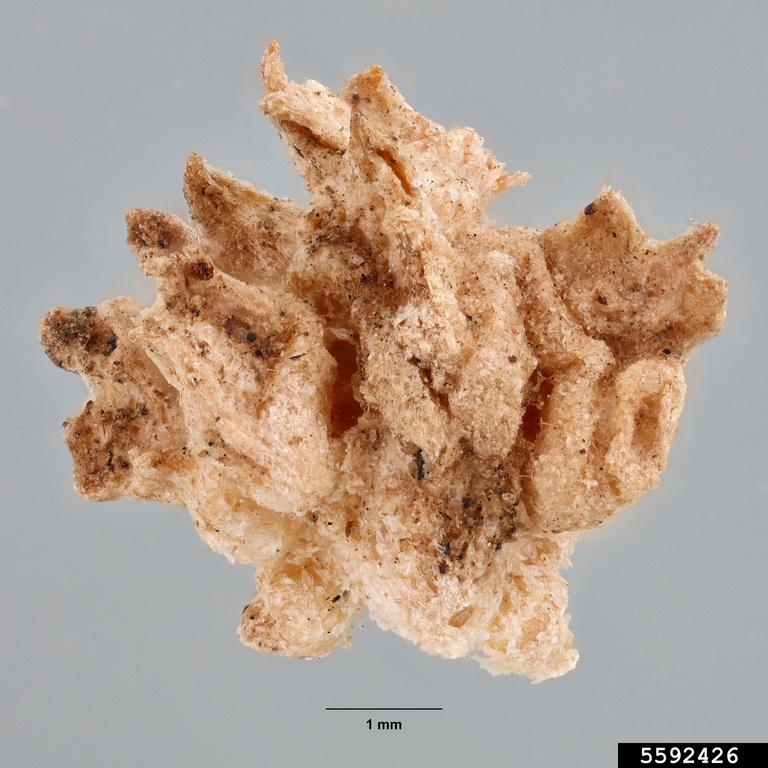 Mohave orach (Atriplex argentea var. mohavensis Oliv.)