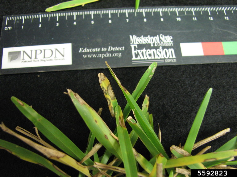 Pyricularia grisea Sacc.