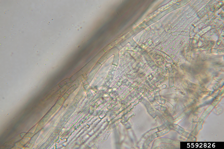 Rhizoctonia damping-off, blight and rot (Rhizoctonia solani ) on St ...