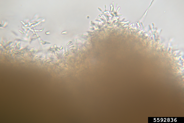 seashore paspalum leaf blight (Microdochium paspali W. Zhang, Z. B. Nan ...