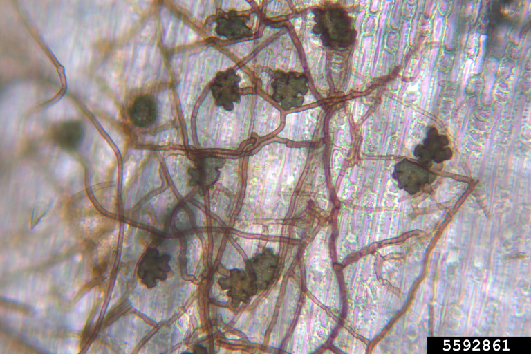 Gaeumannomyces fungi (Genus Gaeumannomyces)