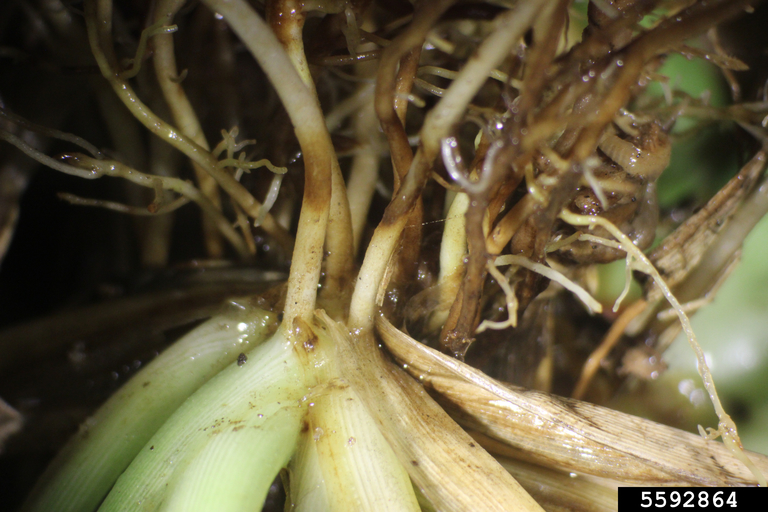 Gaeumannomyces fungi (Genus Gaeumannomyces)