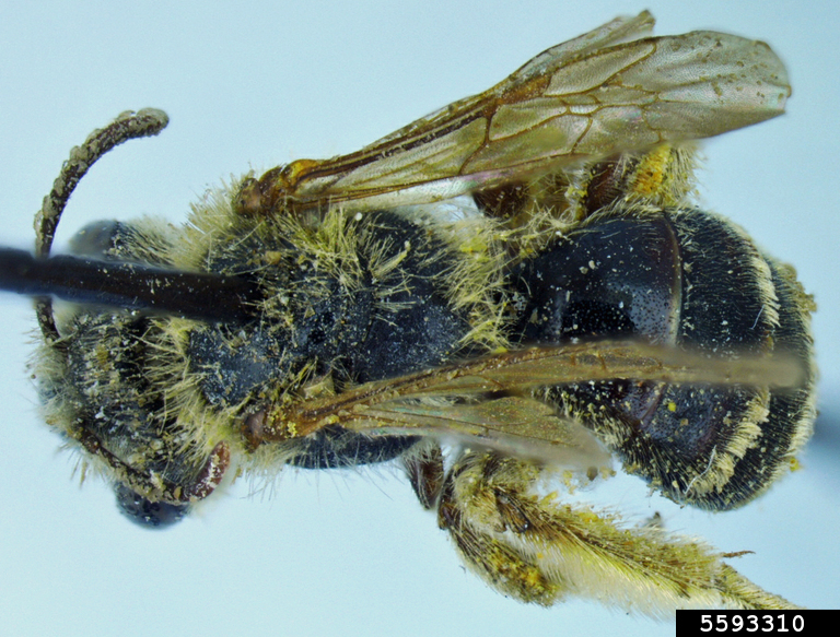 andrenine bee (Andrena violae Robertson, 1891)