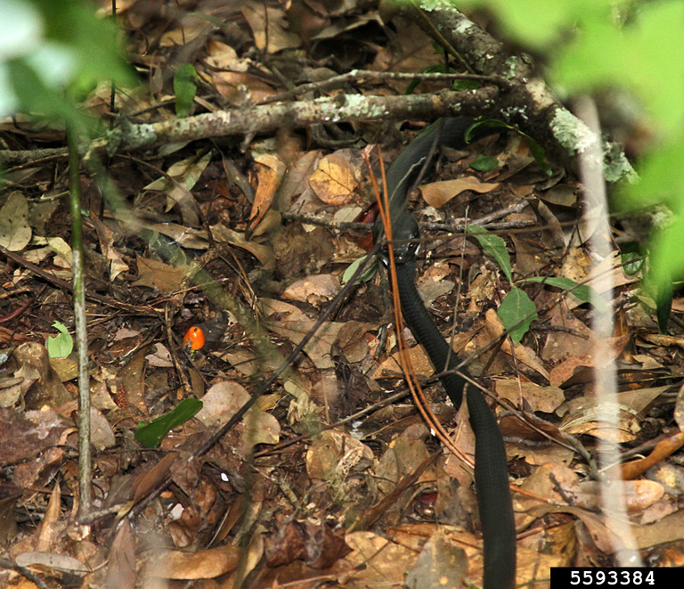 southern black racer (Coluber constrictor priapus Dunn & Wood, 1939)