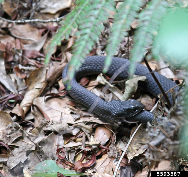 southern black racer (Coluber constrictor priapus Dunn & Wood, 1939)