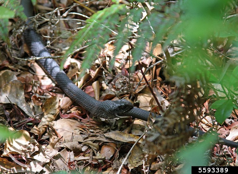 southern black racer (Coluber constrictor priapus Dunn & Wood, 1939)