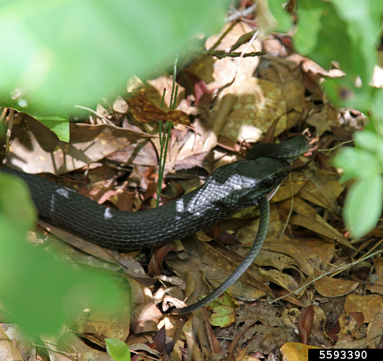 southern black racer (Coluber constrictor priapus Dunn & Wood, 1939)